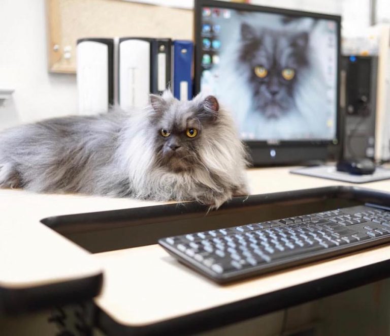 ≡ Juno The Angry Cat You Will Love At First Sight 》 Her Beauty