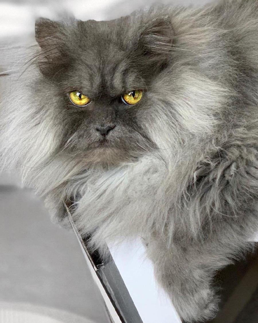 ≡ Juno The Angry Cat You Will Love At First Sight 》 Her Beauty