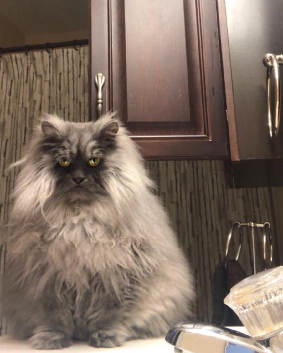≡ Juno The Angry Cat You Will Love At First Sight 》 Her Beauty