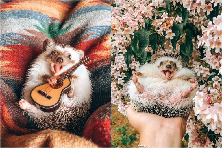 ≡ Mr Pokee The Hedgehog Will Make Your Day 》 Her Beauty
