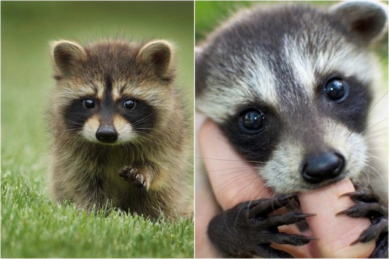 ≡ 14 Cute Newborn Animals To Brighten Your Day 》 Her Beauty