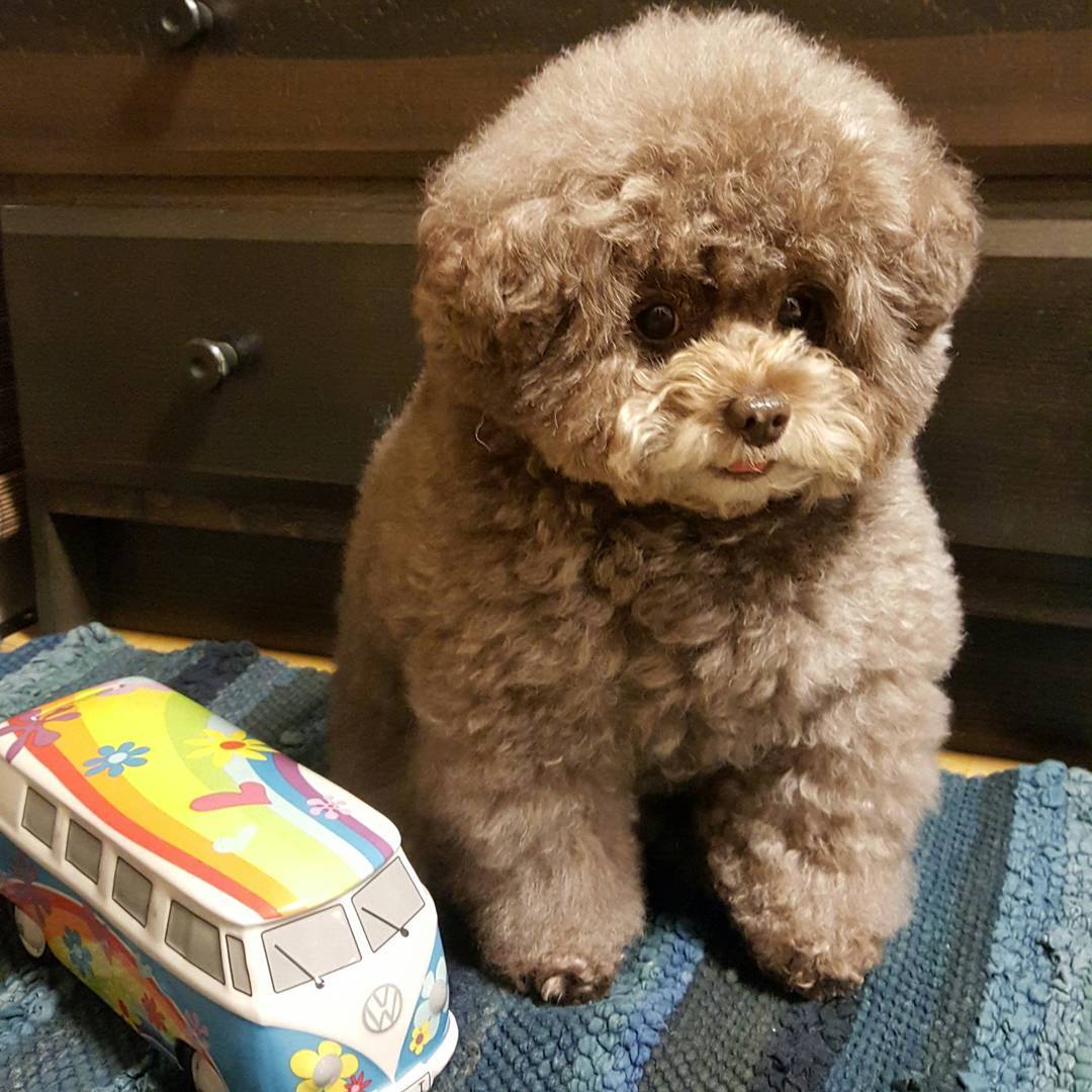 ≡ Japanese Toy Poodle Kokoro Is the Cutest Things You'll See Today ...