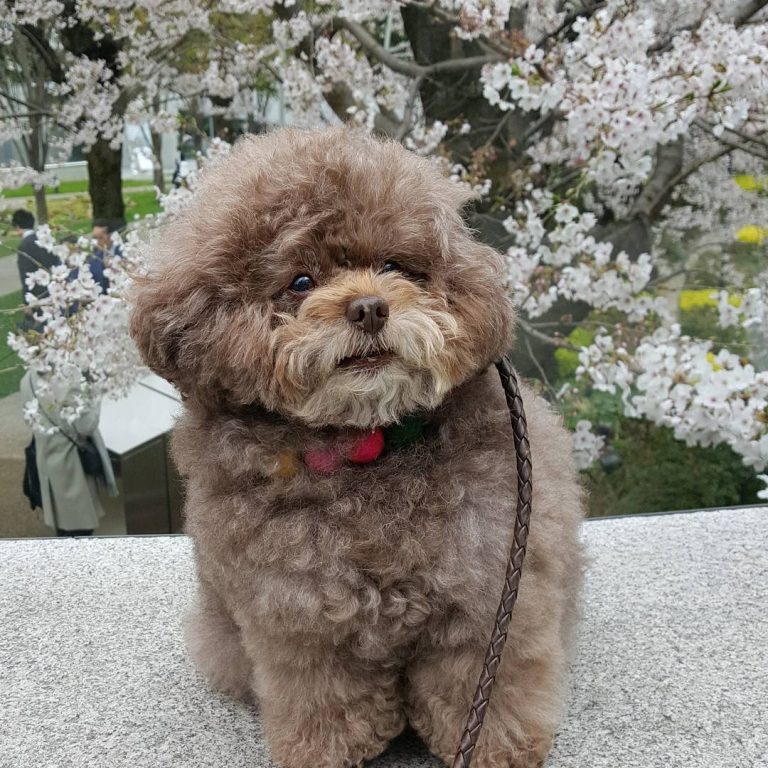 ≡ Japanese Toy Poodle Kokoro Is the Cutest Things You'll See Today ...