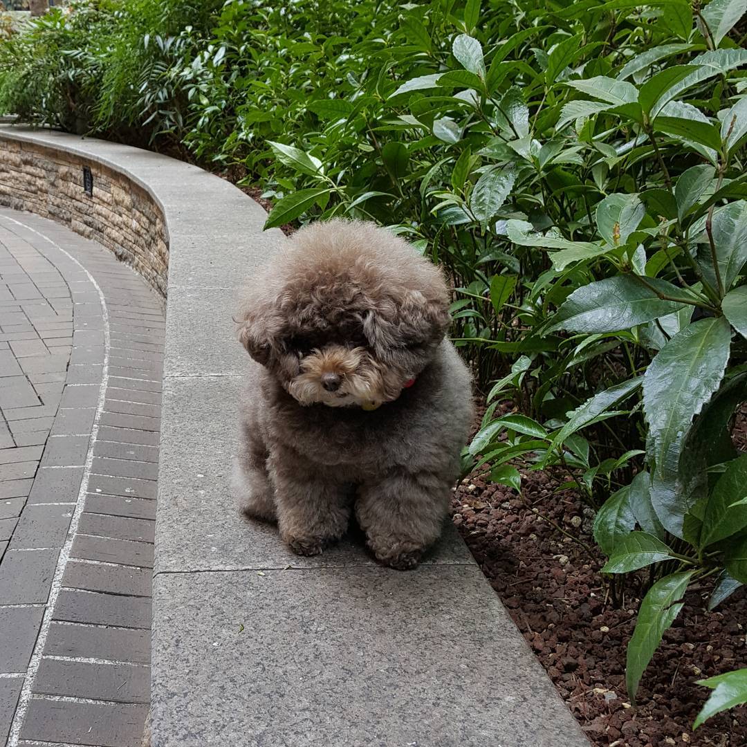 ≡ Japanese Toy Poodle Kokoro Is the Cutest Things You'll See Today ...