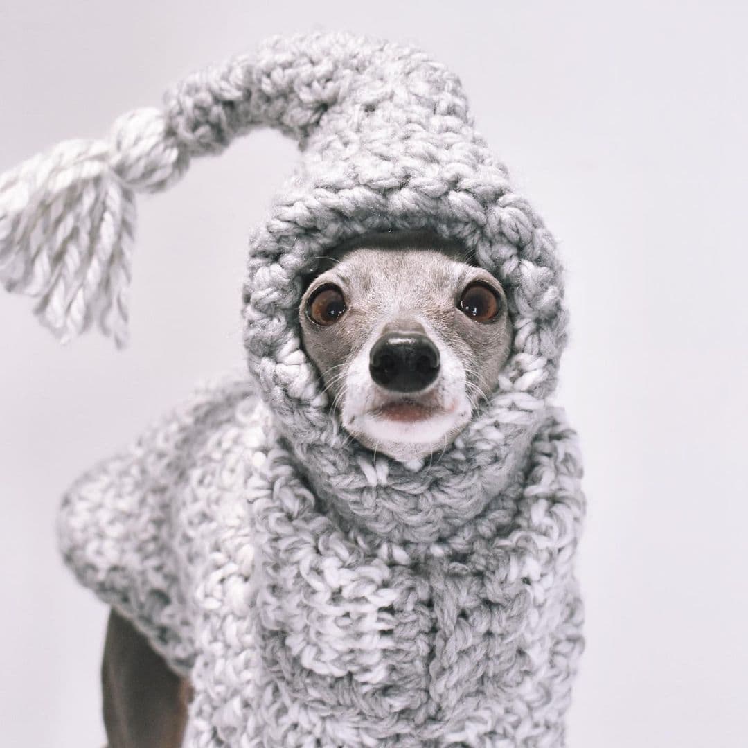 ≡ Tika The Iggy Gets Names 5 Trends For Dogs 》 Her Beauty