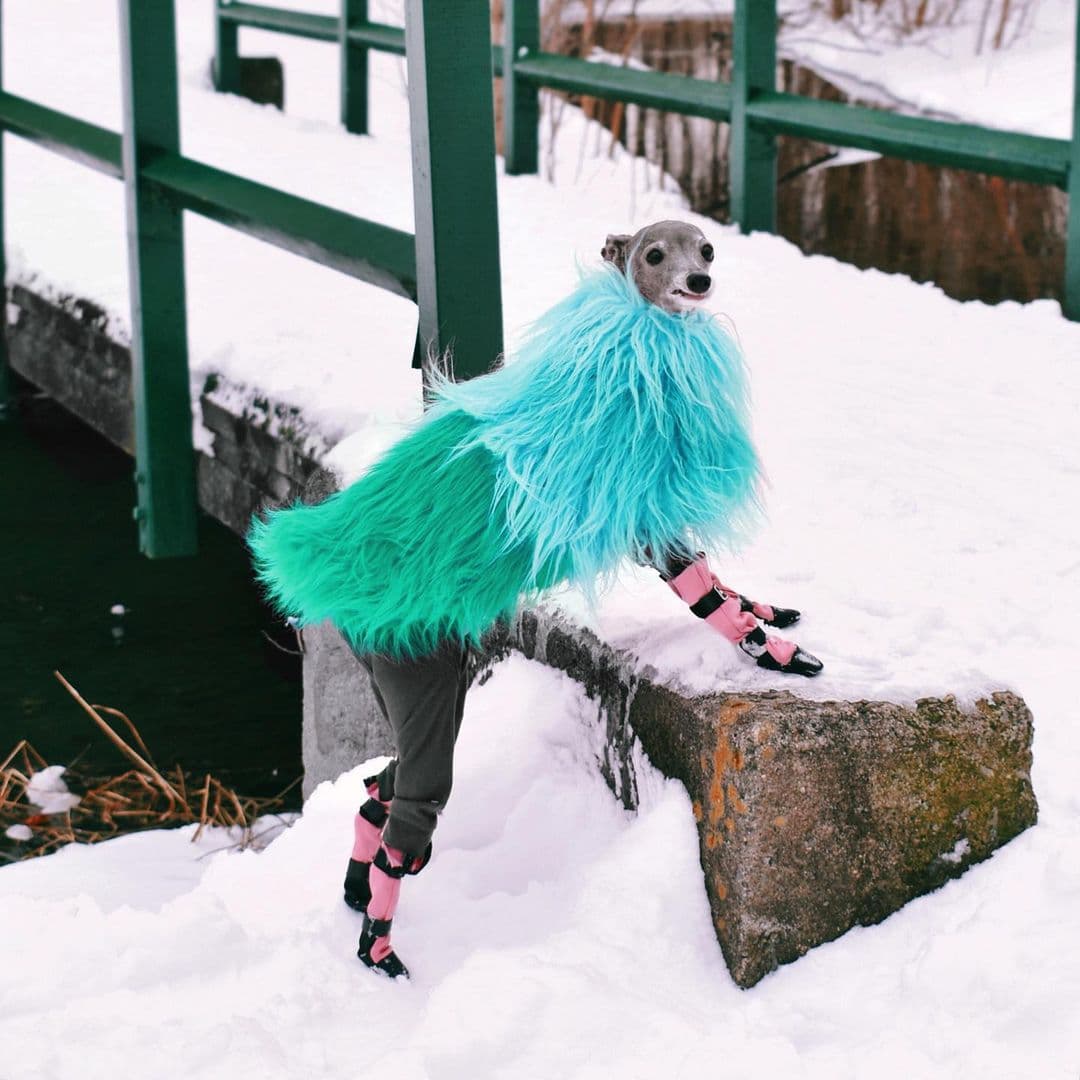 ≡ Tika The Iggy Gets Names 5 Trends For Dogs 》 Her Beauty