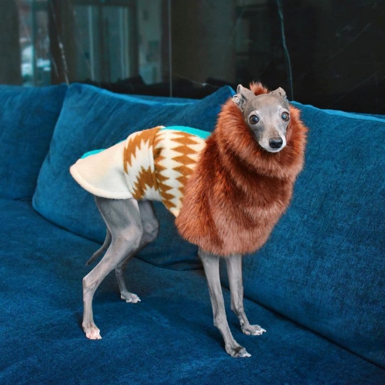 ≡ Tika The Iggy Gets Names 5 Trends For Dogs 》 Her Beauty