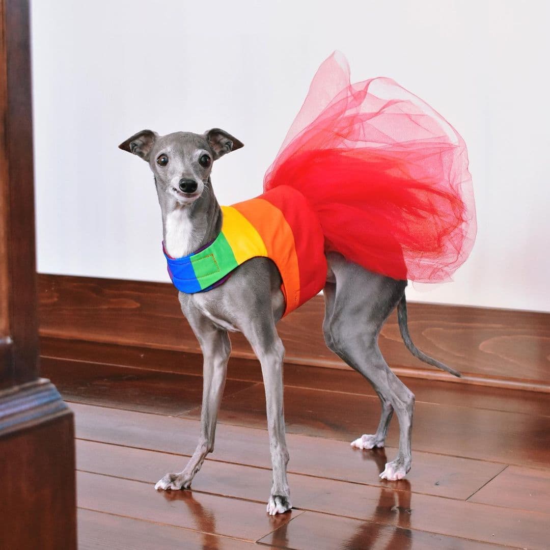 ≡ Tika The Iggy Gets Names 5 Trends For Dogs 》 Her Beauty