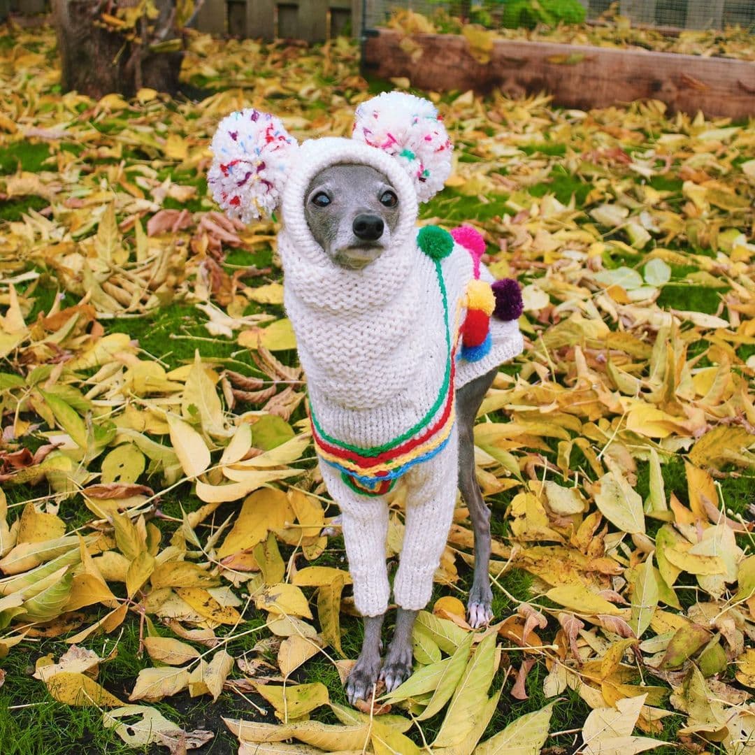 ≡ Tika The Iggy Gets Names 5 Trends For Dogs 》 Her Beauty